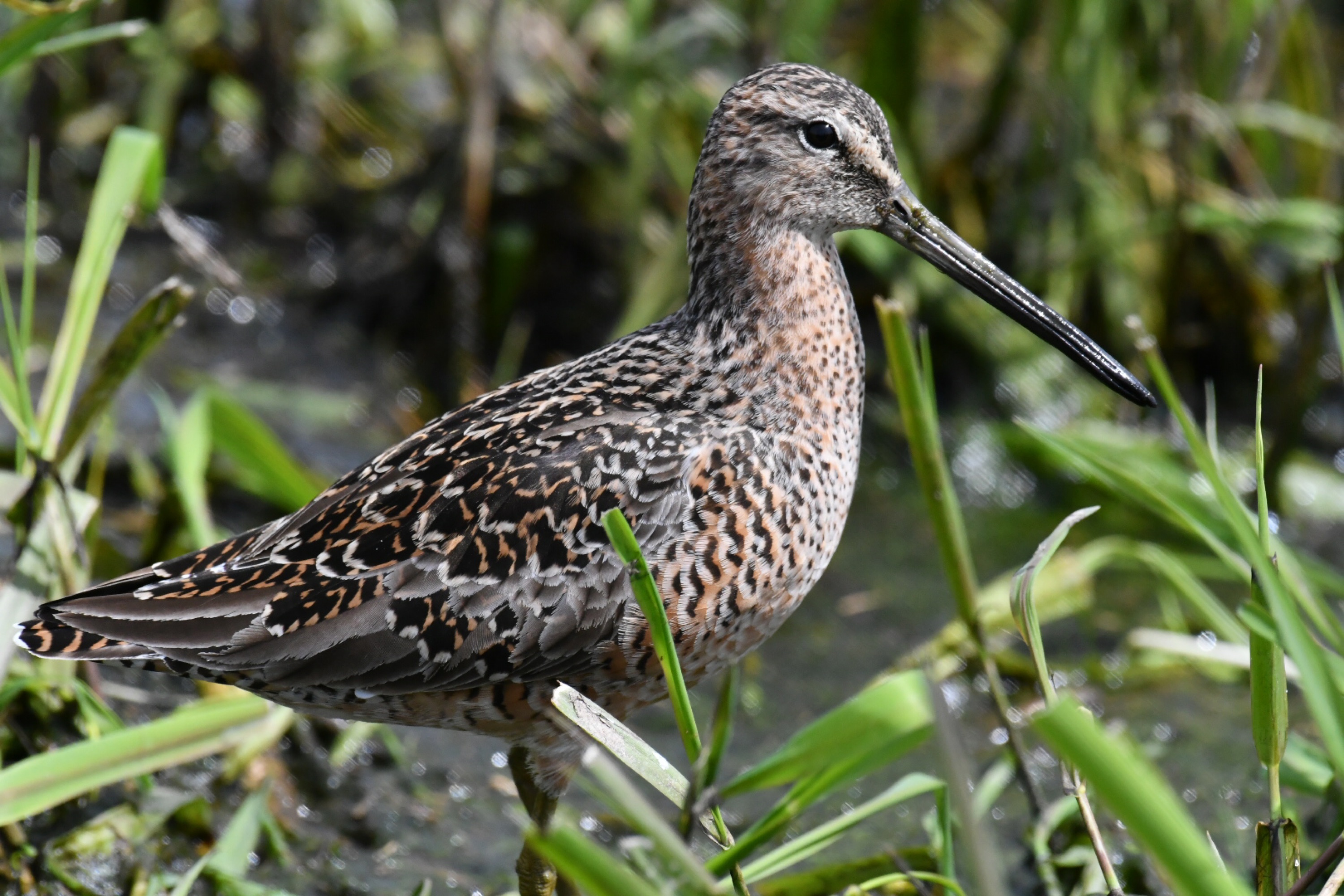 Common Snipe | Bwana Bubba Adventurers